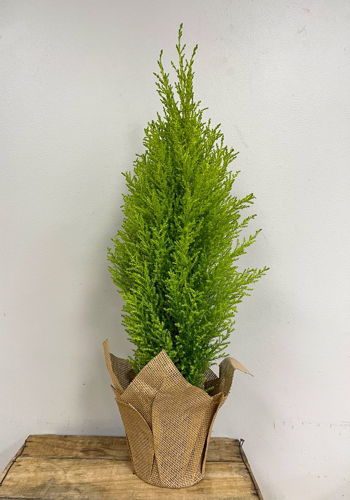 Lemon Cypress – Mood Moss Flowers